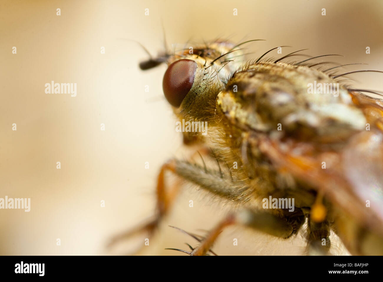 A close-up of a fly Stock Photo - Alamy