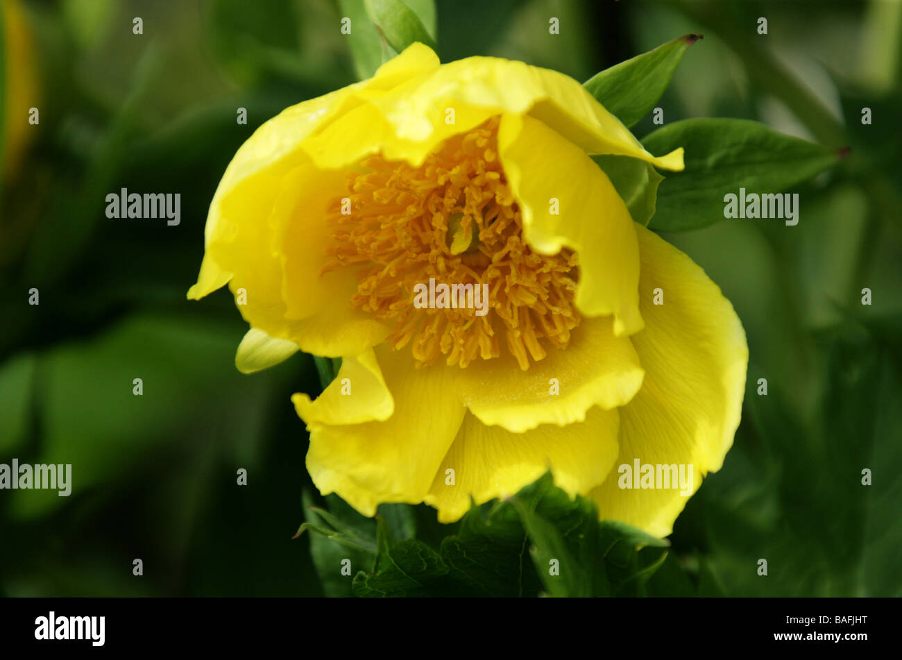 Tibetan tree peony hi-res stock photography and images - Alamy