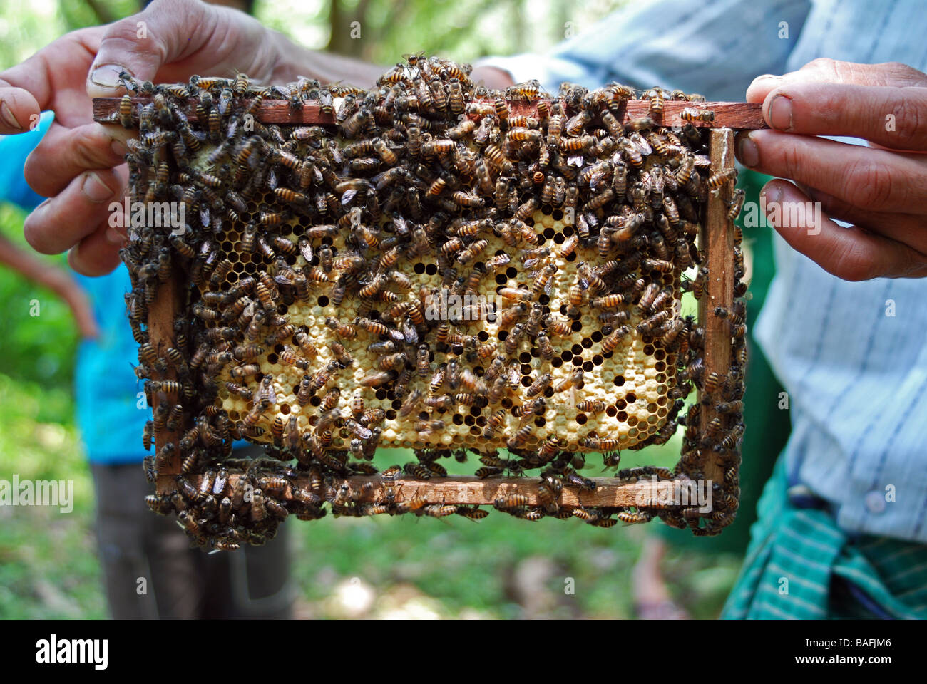 Native bees on a honeycomb, Sirsi, Karnataka, India Stock Photo - Alamy