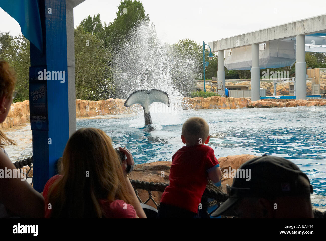 Shamu is the stage name of SeaWorld's iconic Orca killer whale show ...