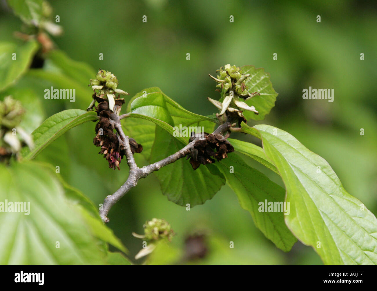 Persian Ironwood Tree, Parrotia persica, Hamamelidaceae, Iran and ...