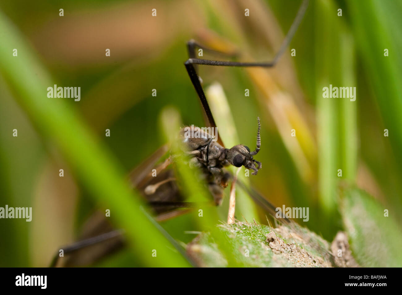A small crane fly Stock Photo - Alamy