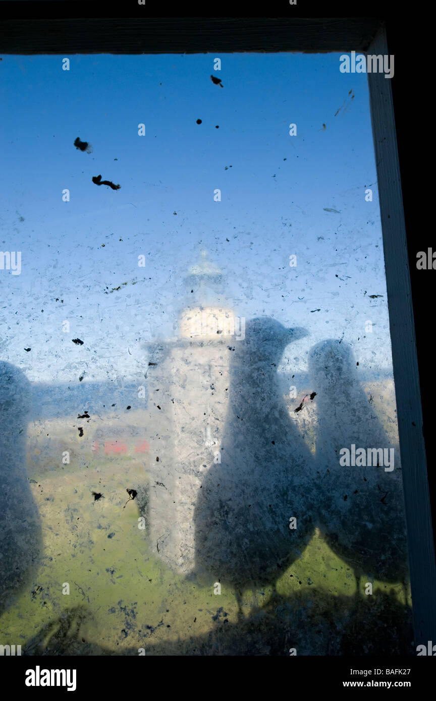 Black-Legged Kittiwake throw window look at "Nidingen", the only ...
