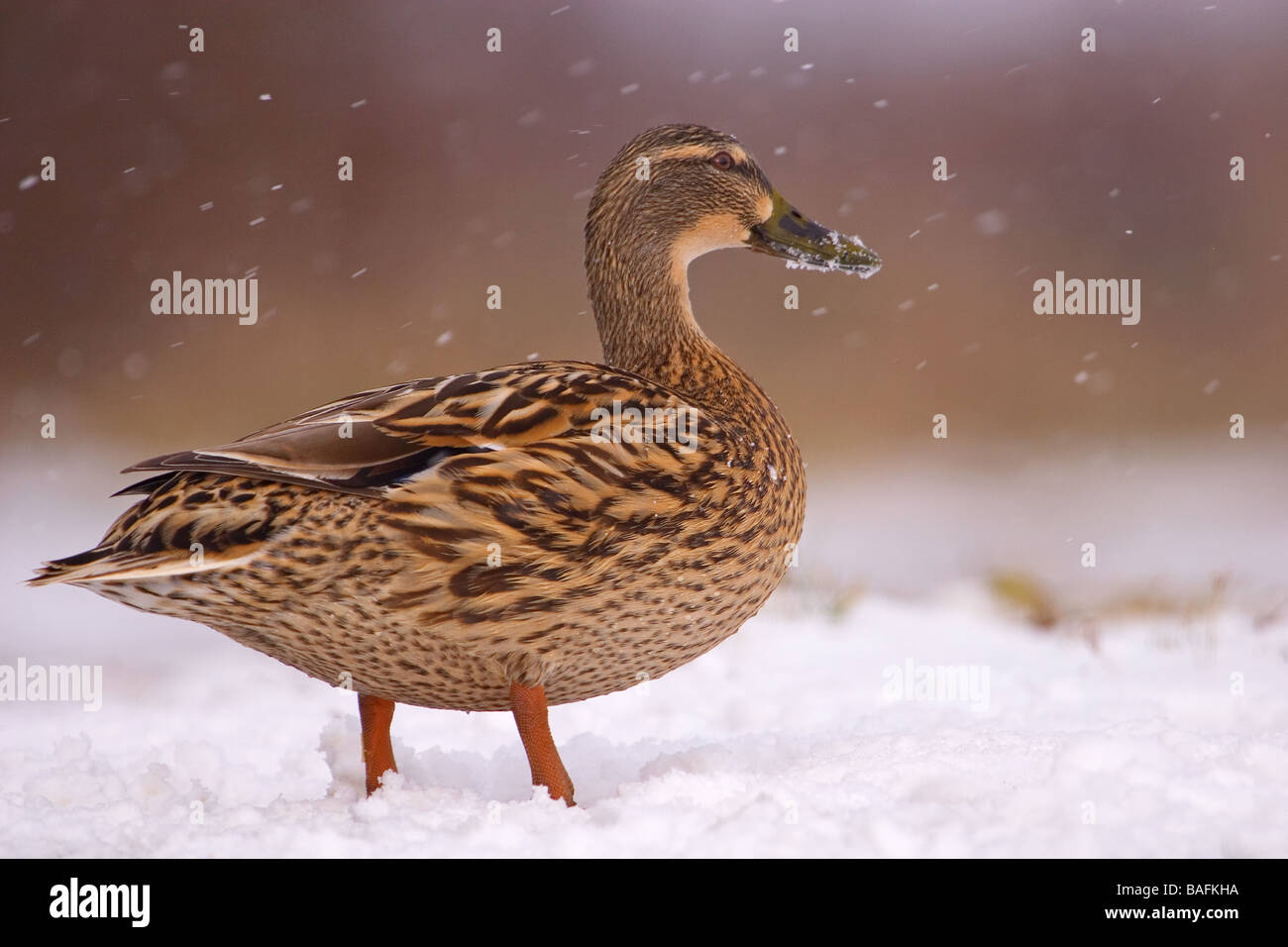 Mallard Duck in snow North Lincolnshire United Kingdom Stock Photo - Alamy