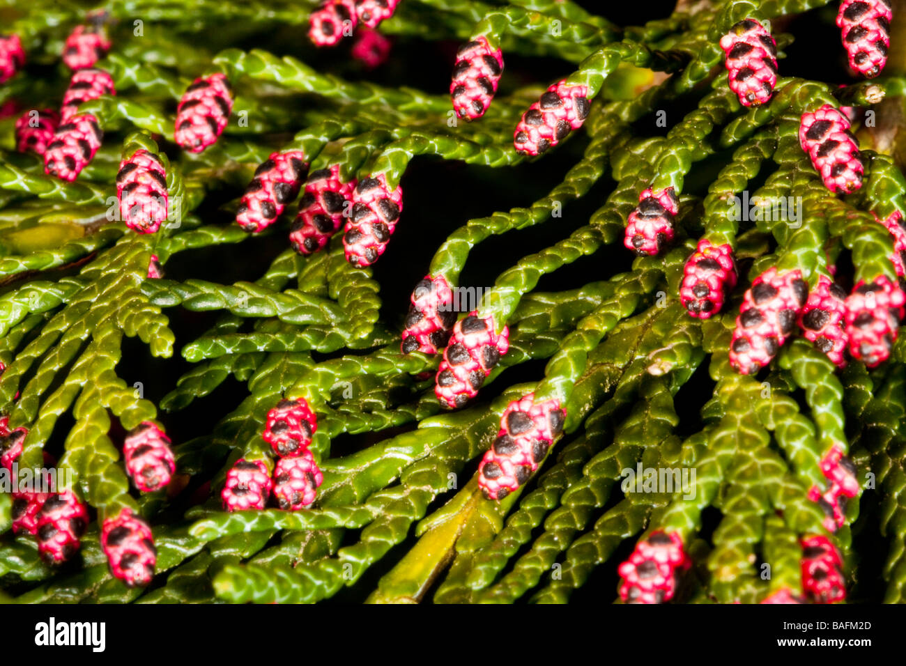Conifer flowers hi-res stock photography and images - Alamy