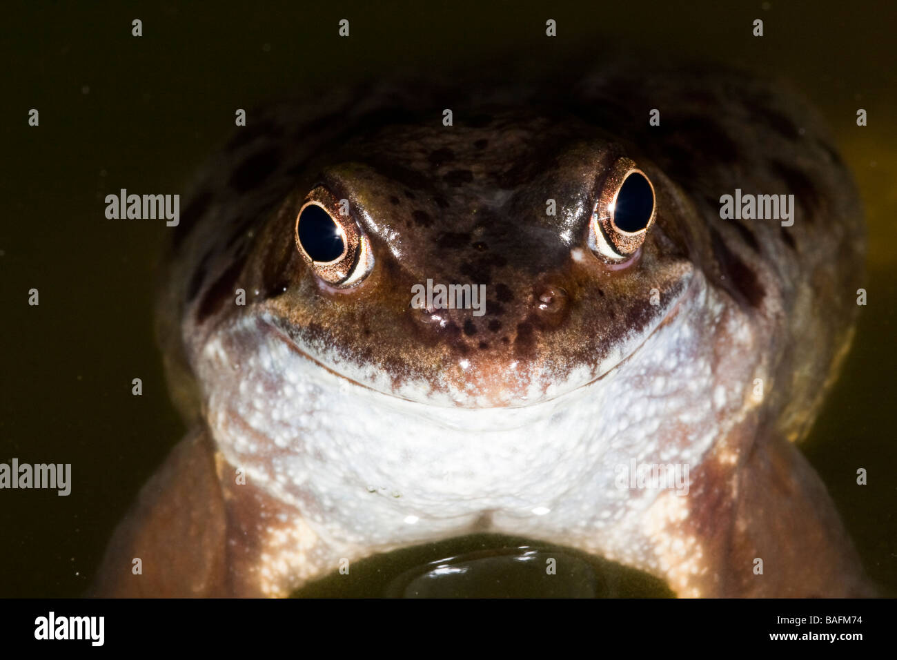Frog in pond with big silly grin Stock Photo - Alamy