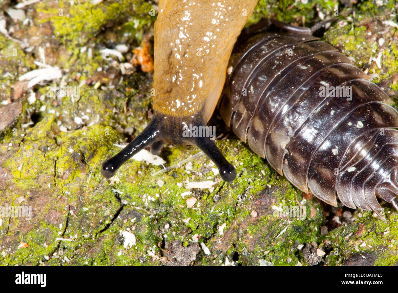 White transparent slug & woodlouse Stock Photo - Alamy