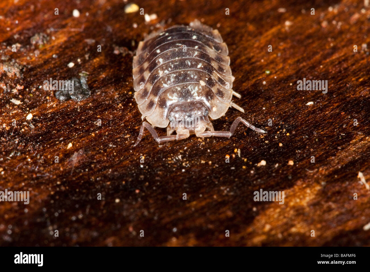 Woodlouse head hi-res stock photography and images - Alamy