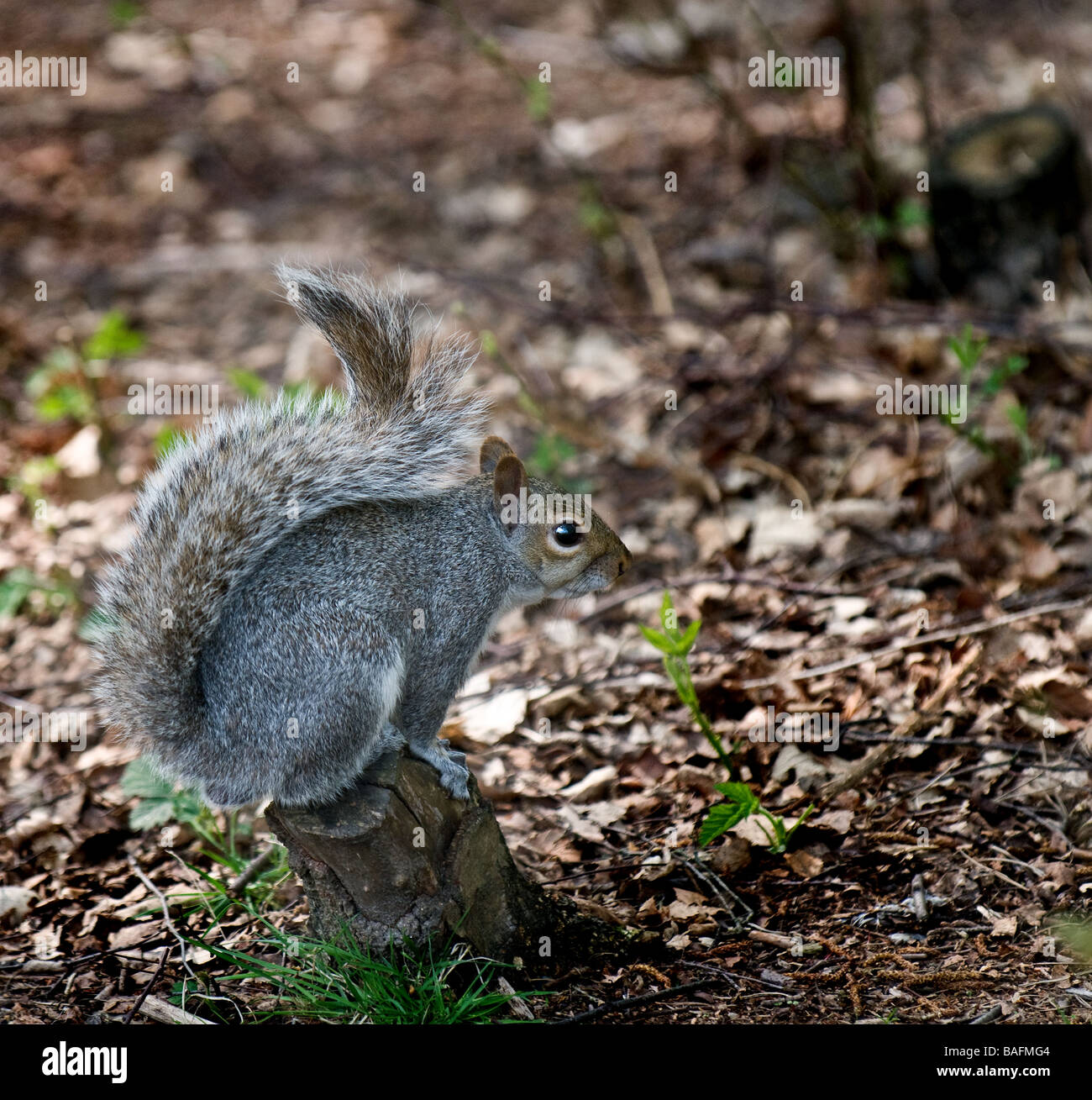 A Grey Squirrel. Photo by Gordon Scammell Stock Photo - Alamy