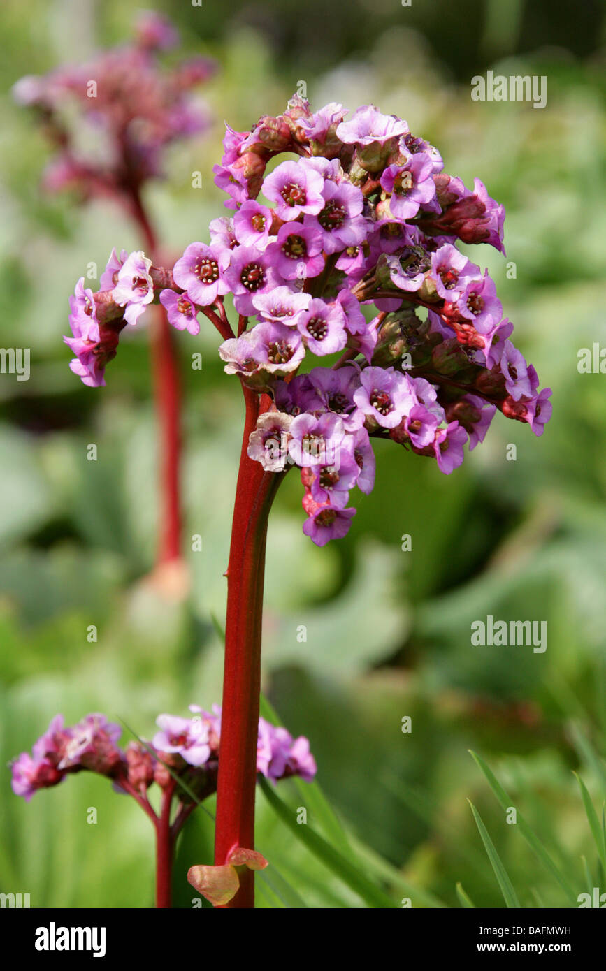 Bergenia Cordifolia High Resolution Stock Photography and Images - Alamy