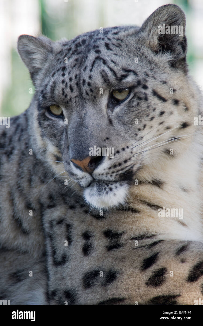 Snow leopard head and shoulders Stock Photo - Alamy