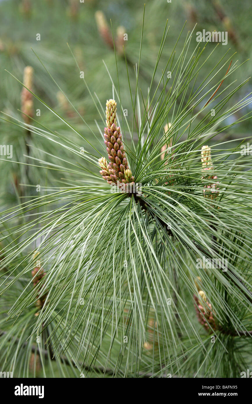 Bhutan Pine, Pinus wallichiana, Pinaceae, Central and Eastern Himalayas ...