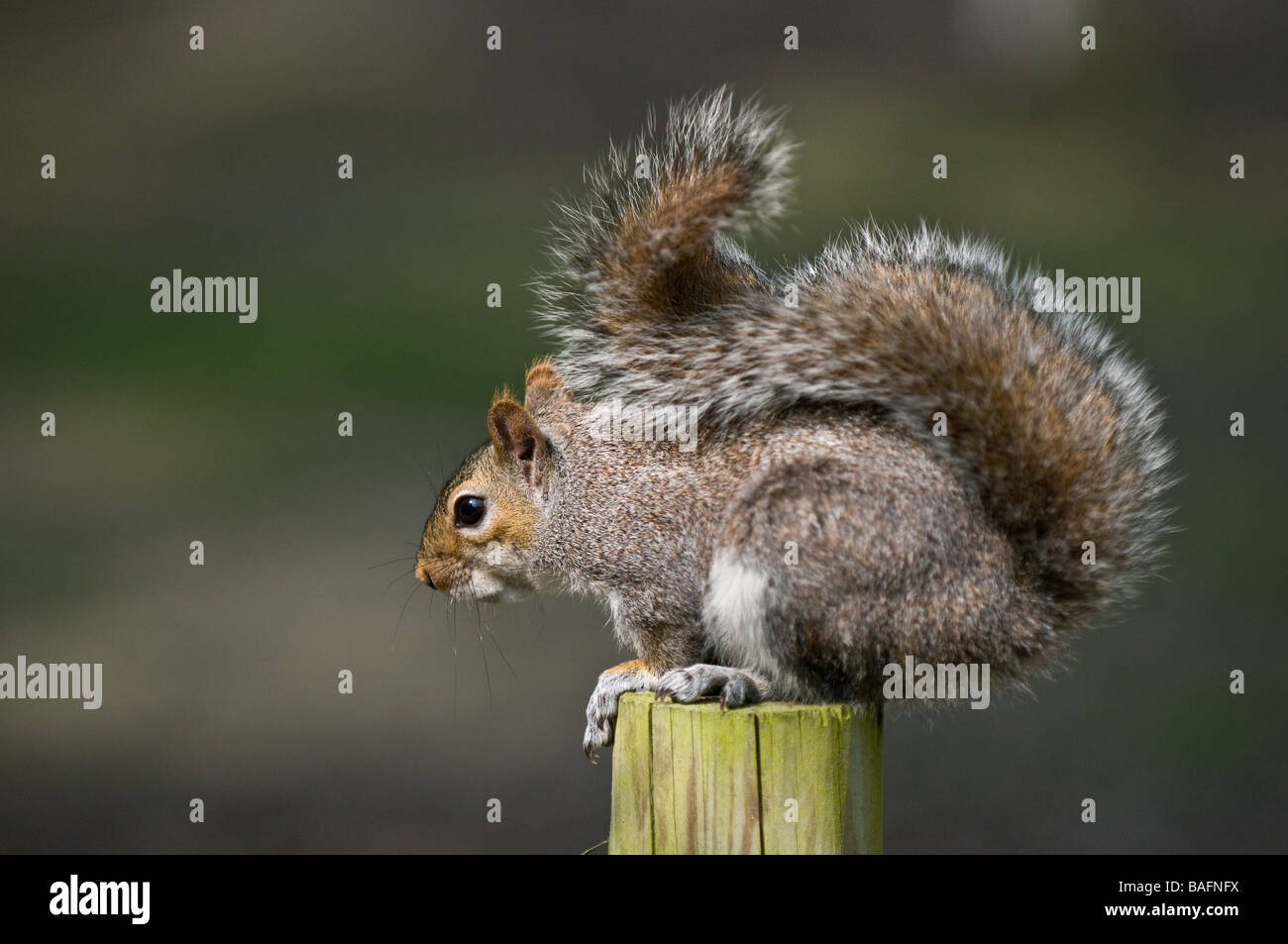 Small Grey Animal With A Bushy Ringed Tail at Jonathan Baylee blog
