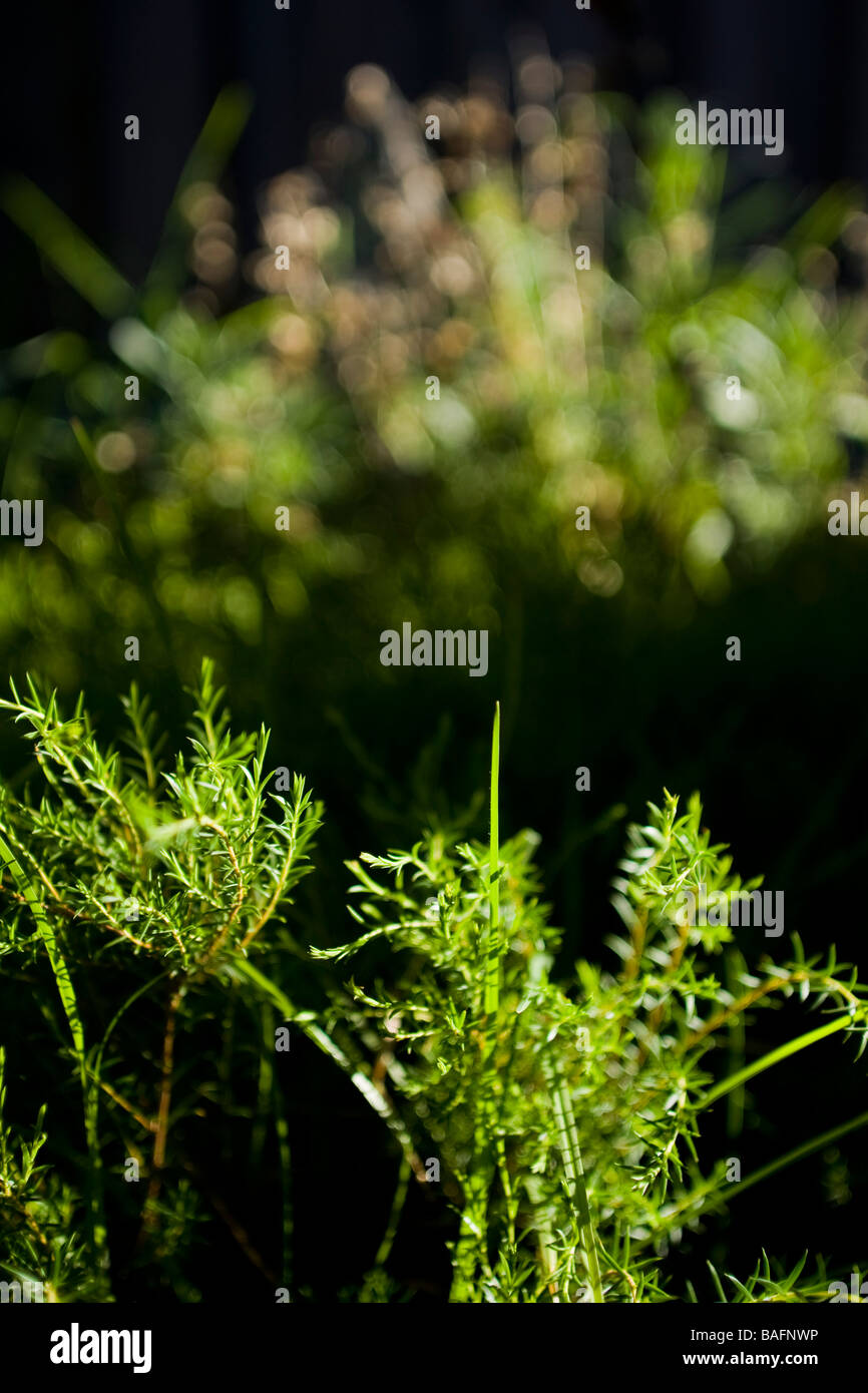 gree foliage with a black background Stock Photo - Alamy