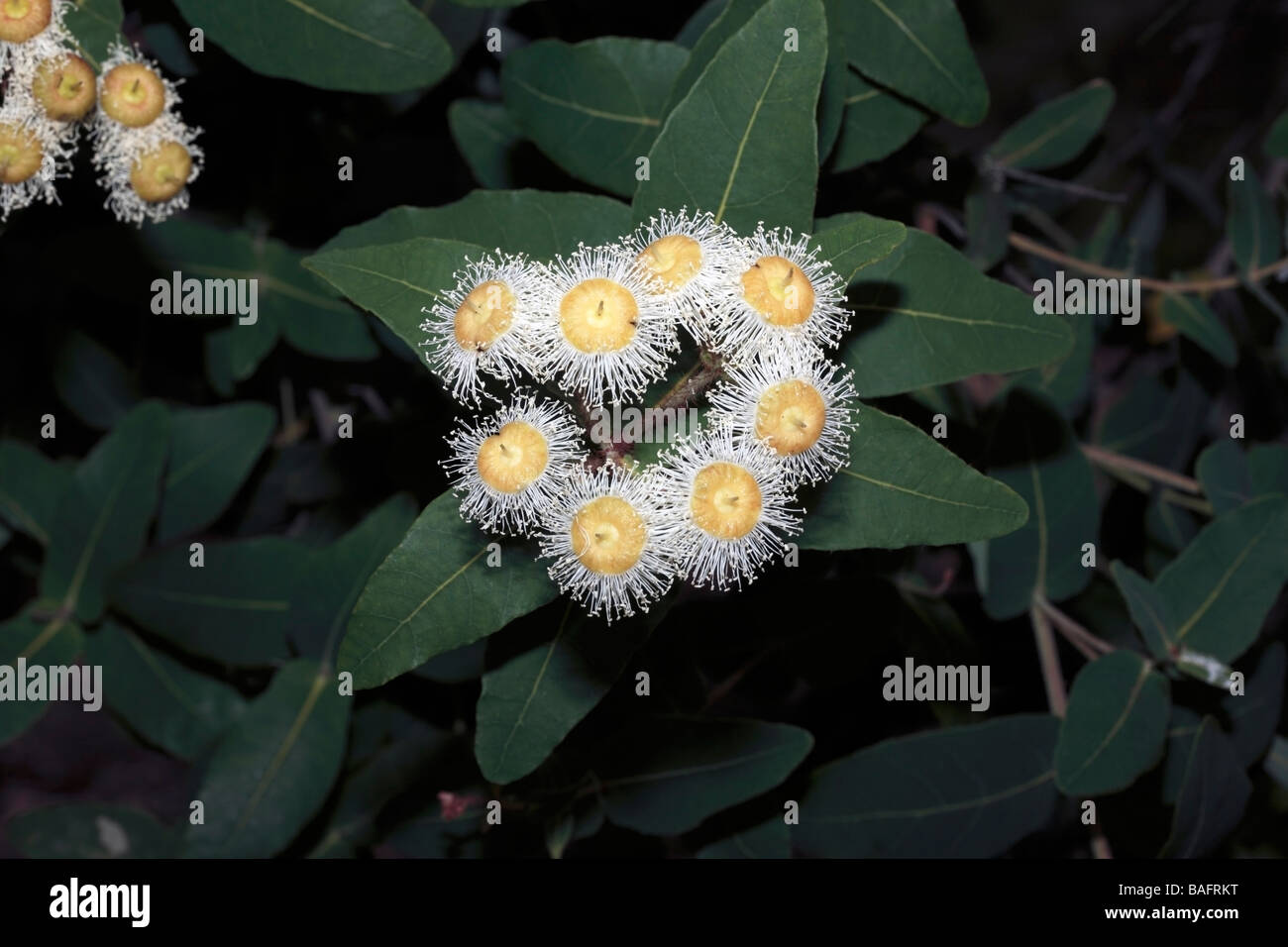 Dwarf apple myrtle scrub apple hi-res stock photography and images - Alamy