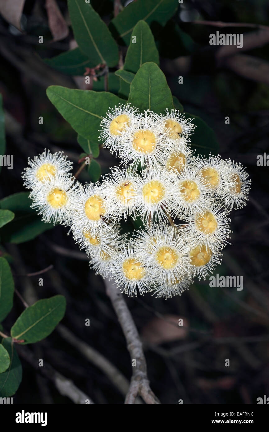 Dwarf apple myrtle scrub apple hi-res stock photography and images - Alamy