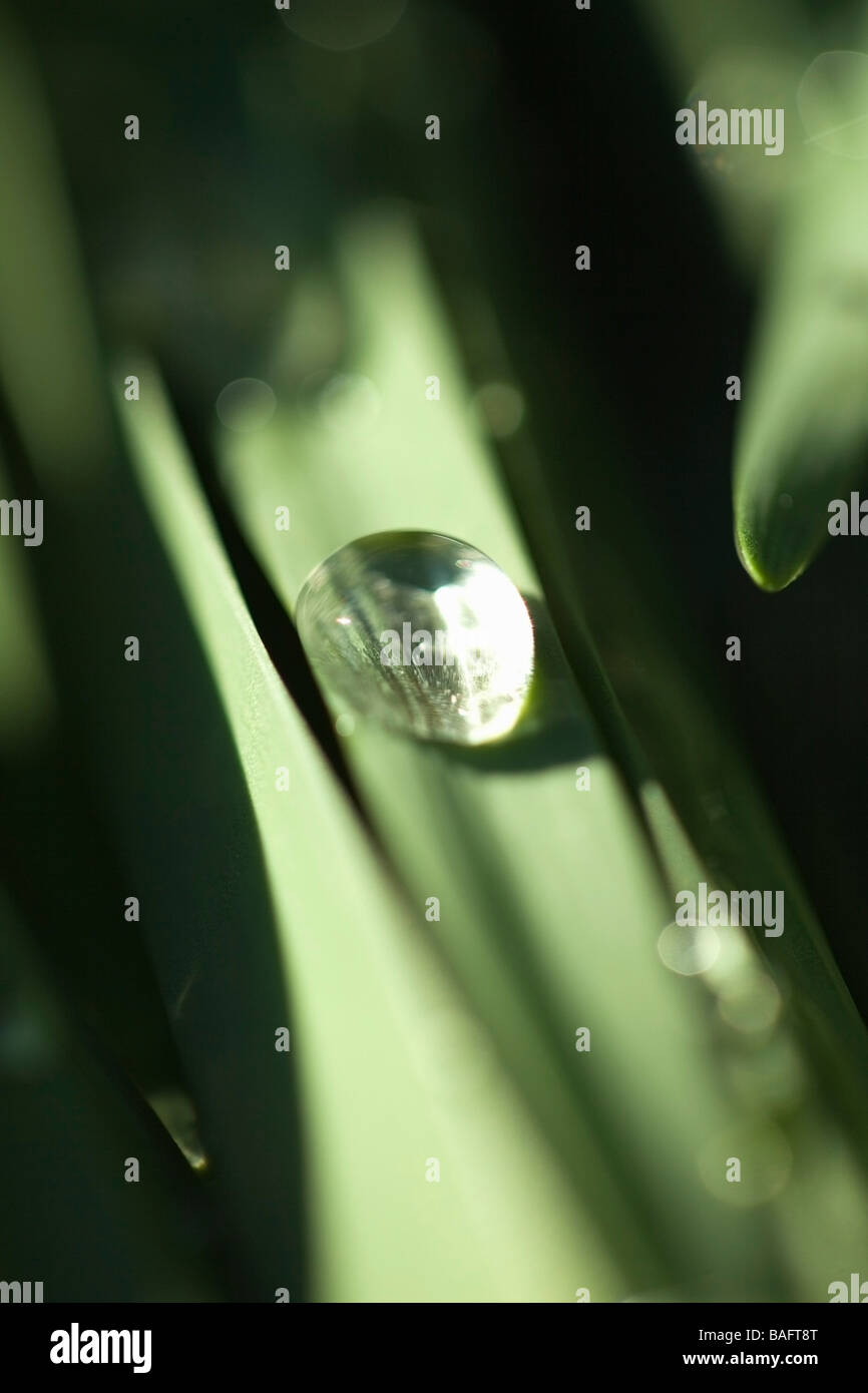 Water drop on blade of grass Stock Photo - Alamy
