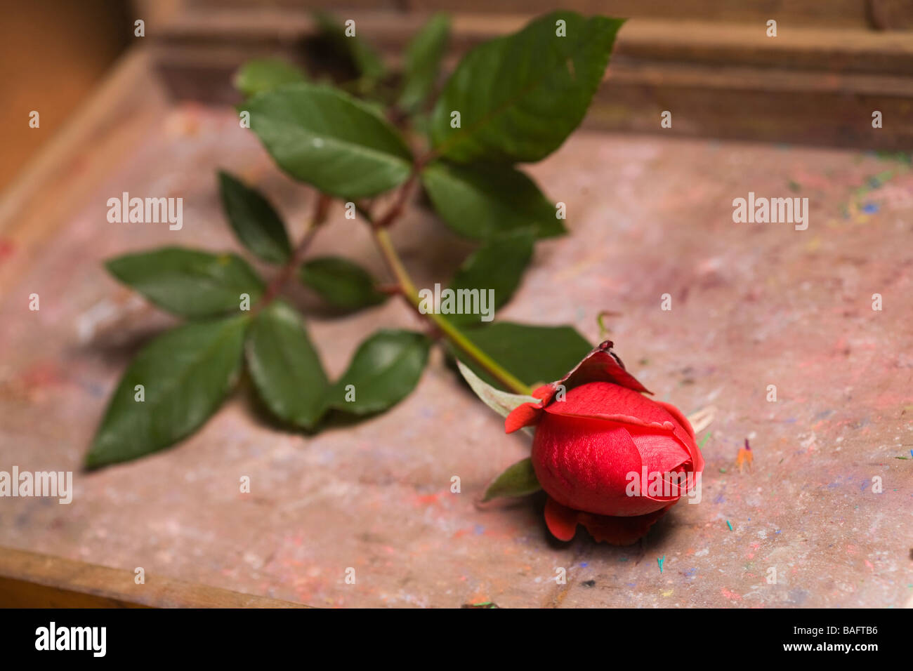 Long stemmed rose hi-res stock photography and images - Alamy