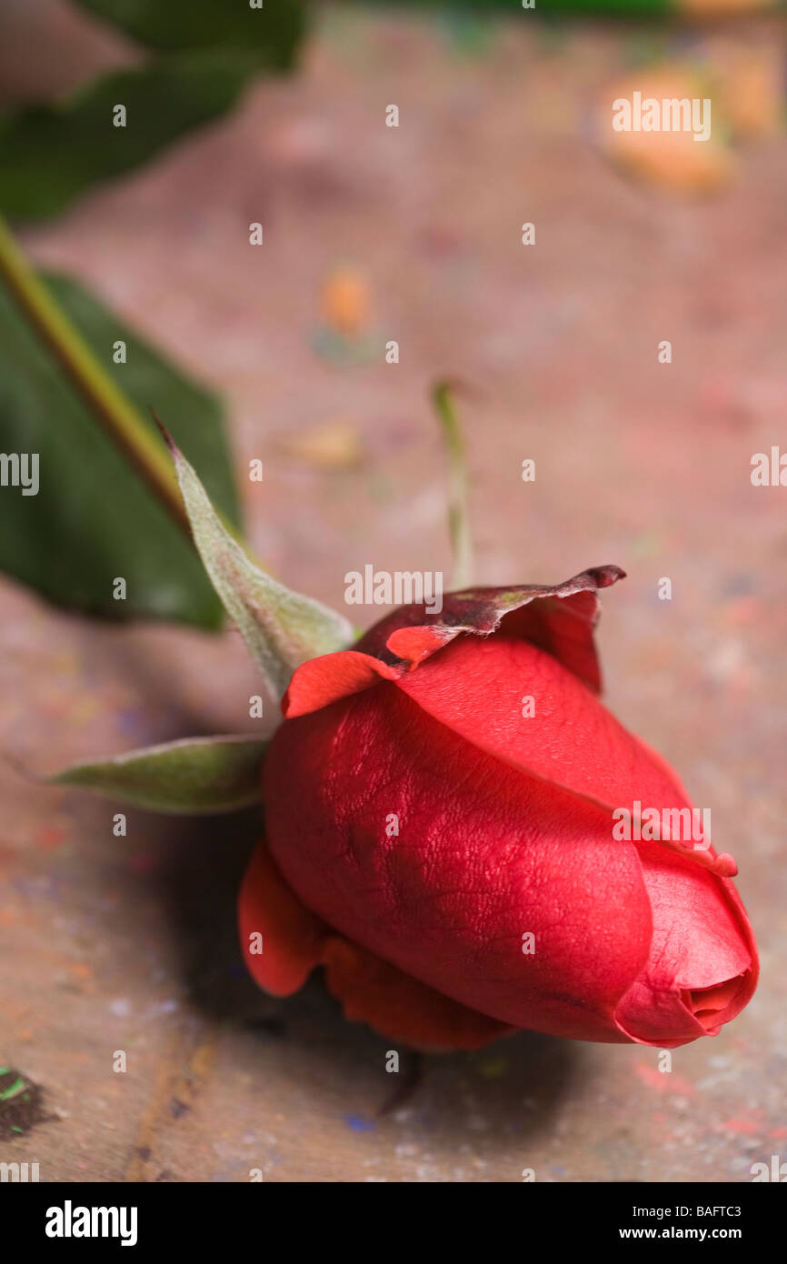 Long stemmed rose hi-res stock photography and images - Alamy