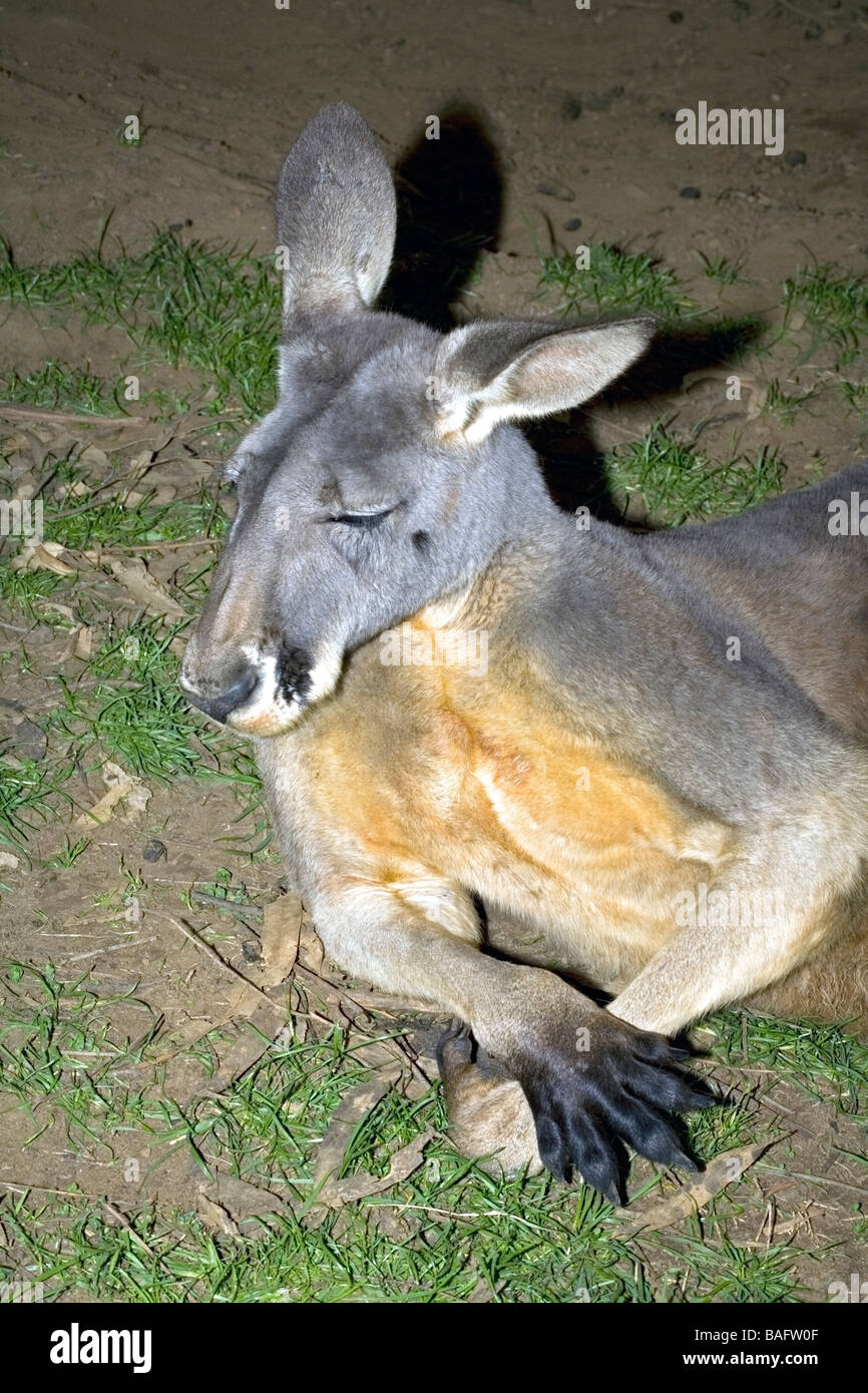 Australian dozing sleeping amusing humor hi-res stock photography and ...