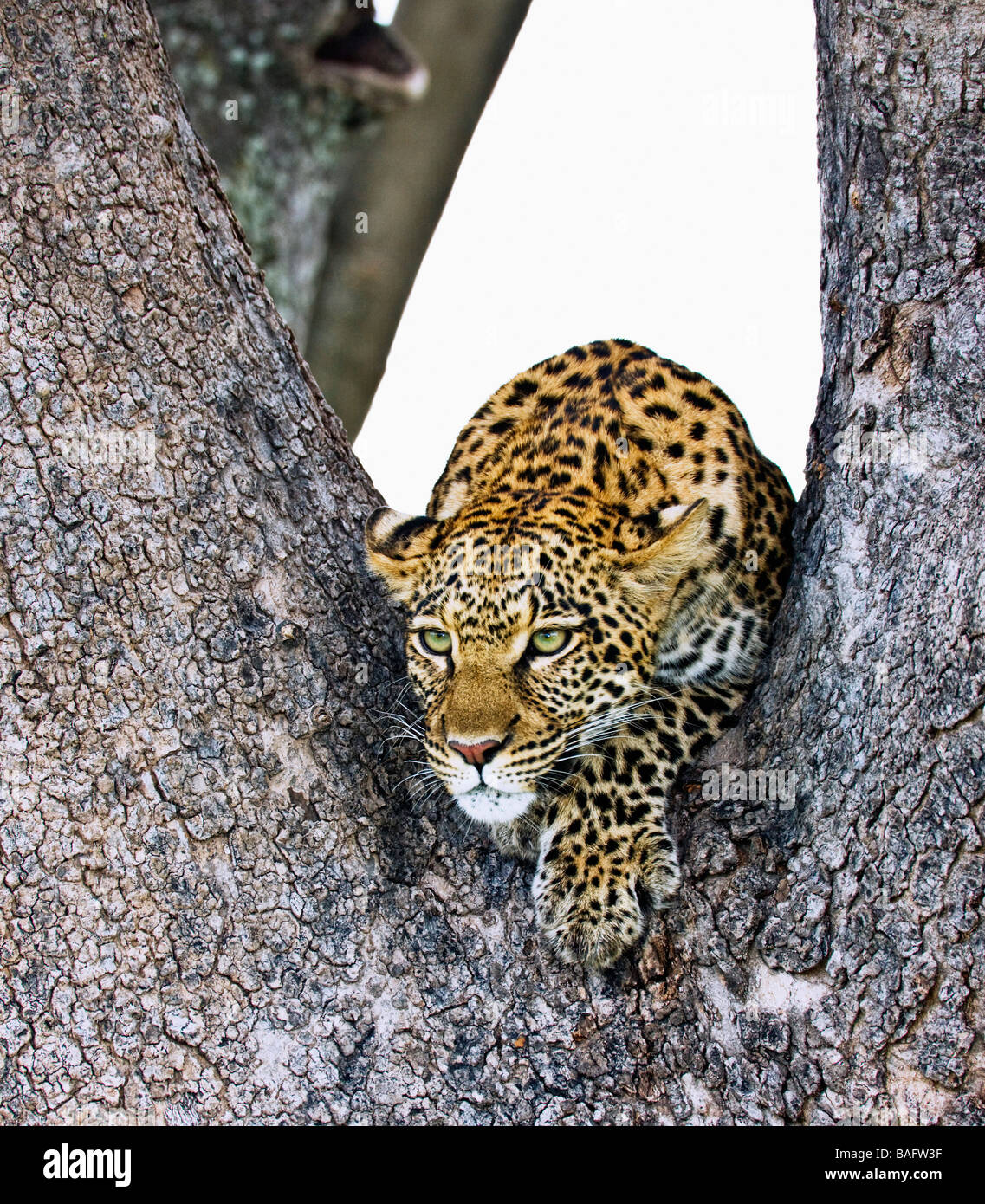 Leopard (Panthera pardus Stock Photo - Alamy