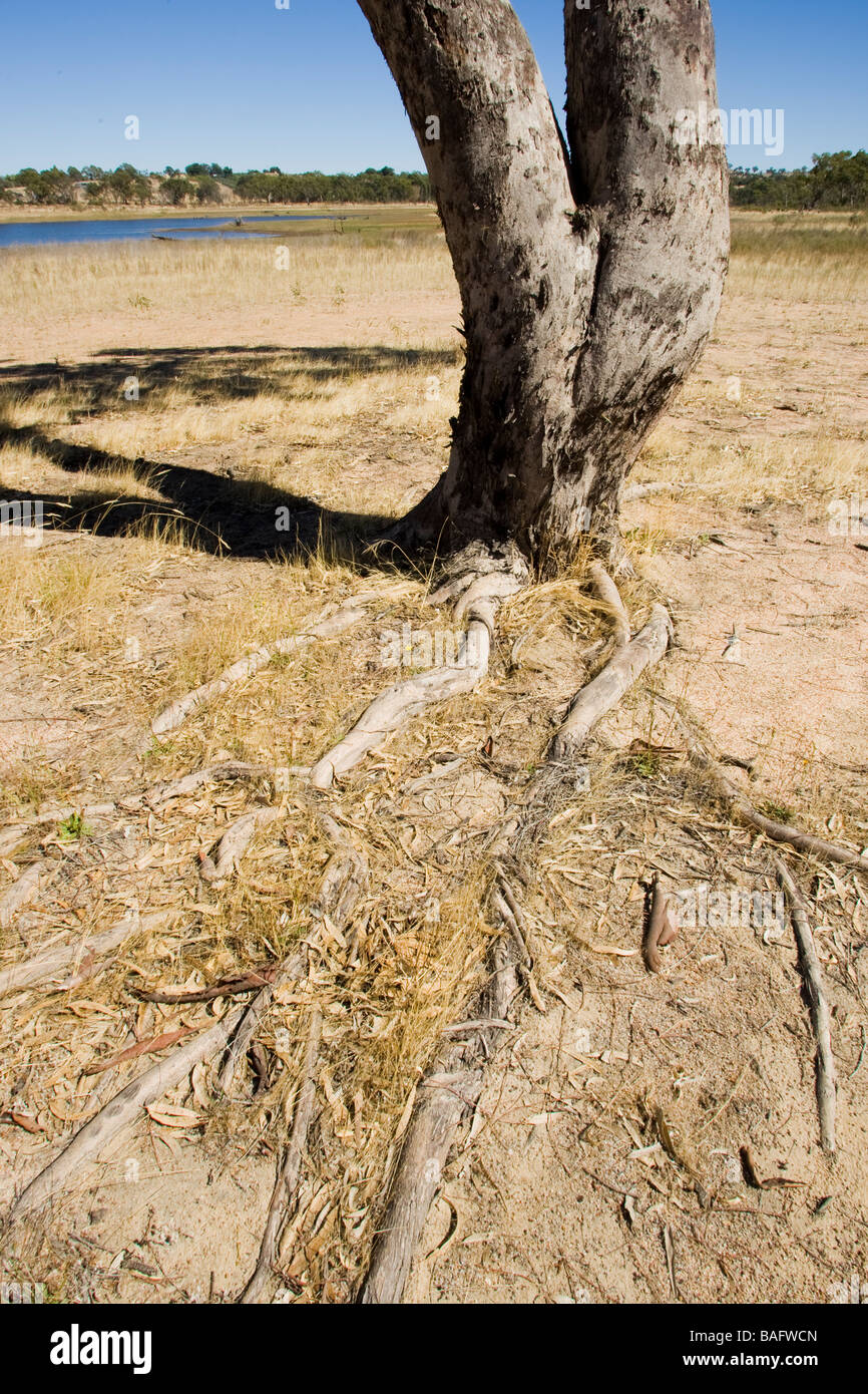 the roots of a eucalypt tree shown through erosion Stock Photo - Alamy