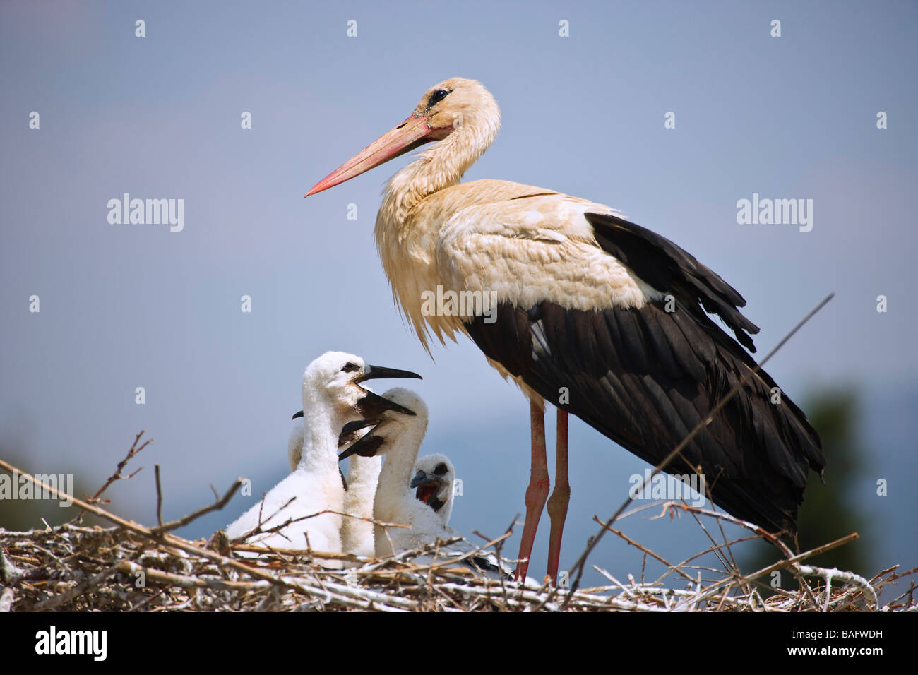 White Stork (Ciconia ciconia), Turkey Stock Photo - Alamy