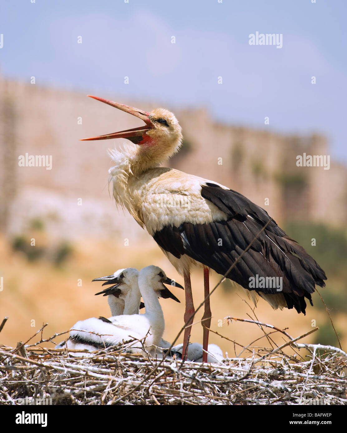 Brooding white storks hi-res stock photography and images - Alamy