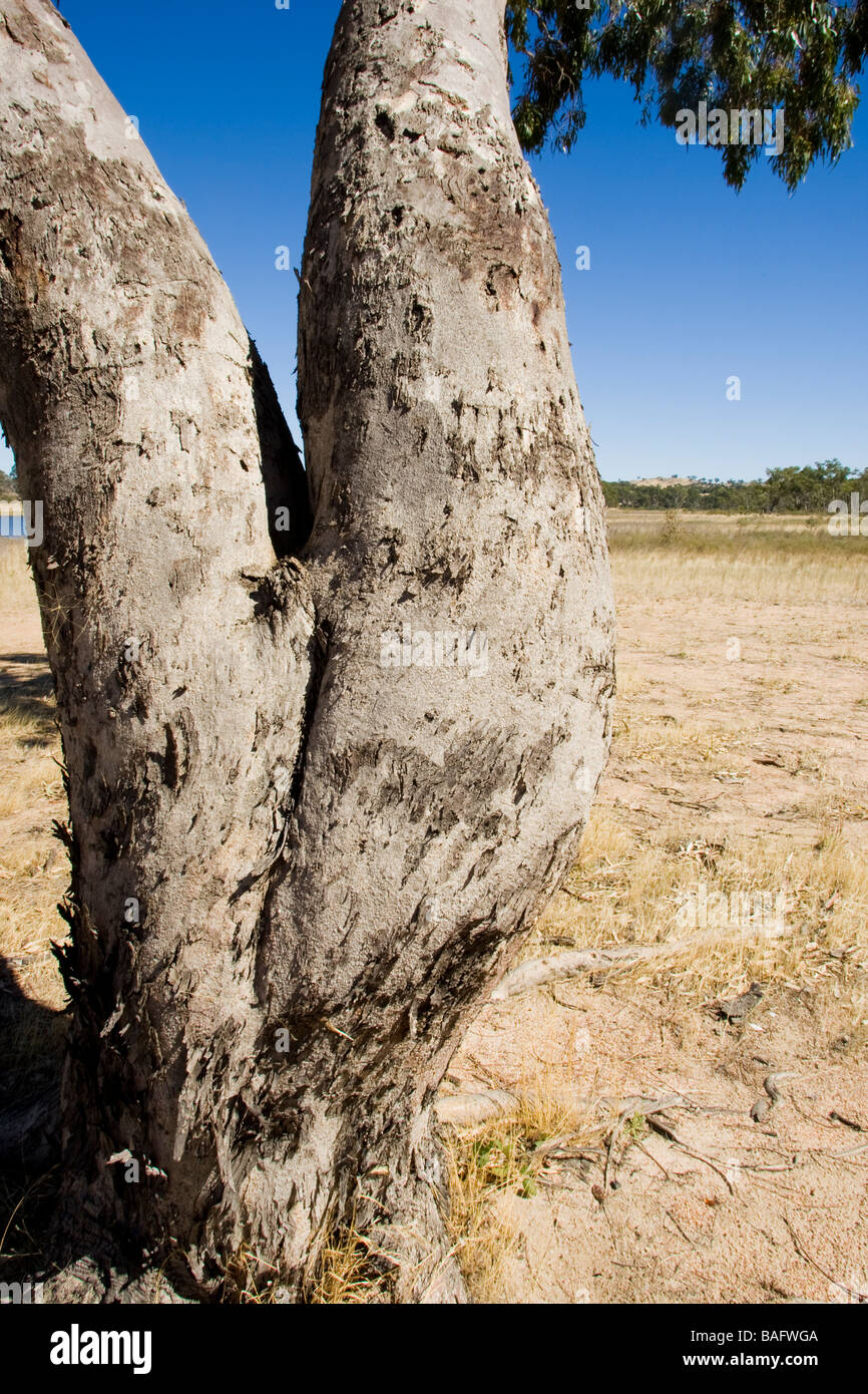 Bulbous tree trunk hi-res stock photography and images - Alamy