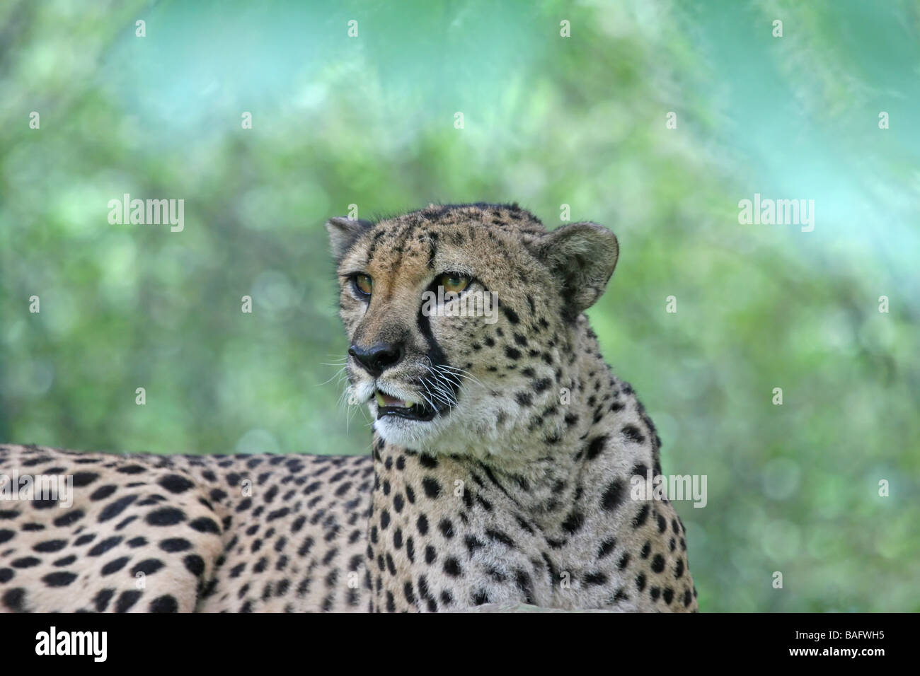 cheetah laying down facing left Stock Photo - Alamy