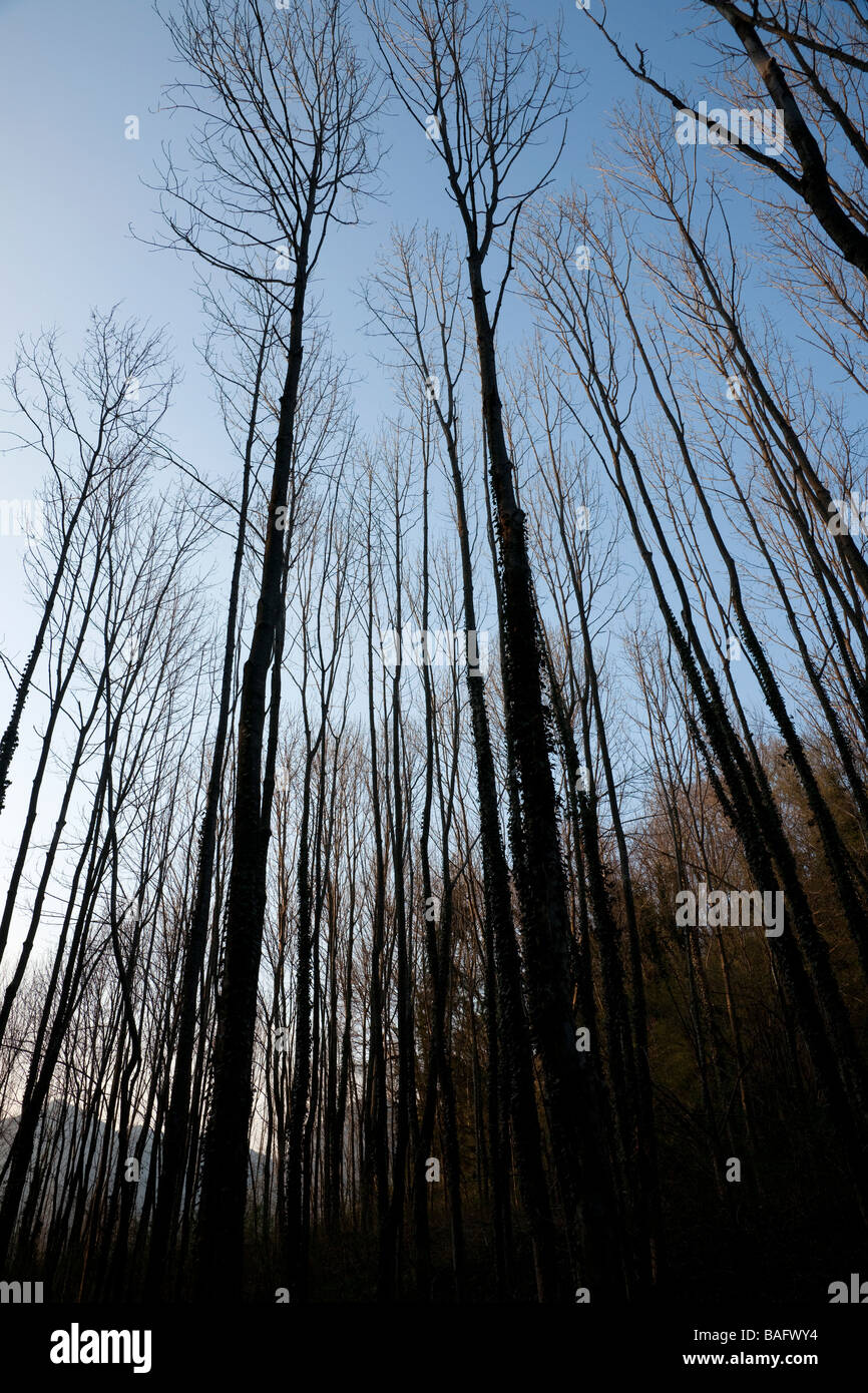 Sky high trees hi-res stock photography and images - Alamy