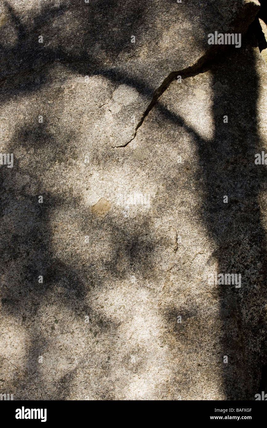 Eucalypt trees cast shadows over rocks Stock Photo - Alamy