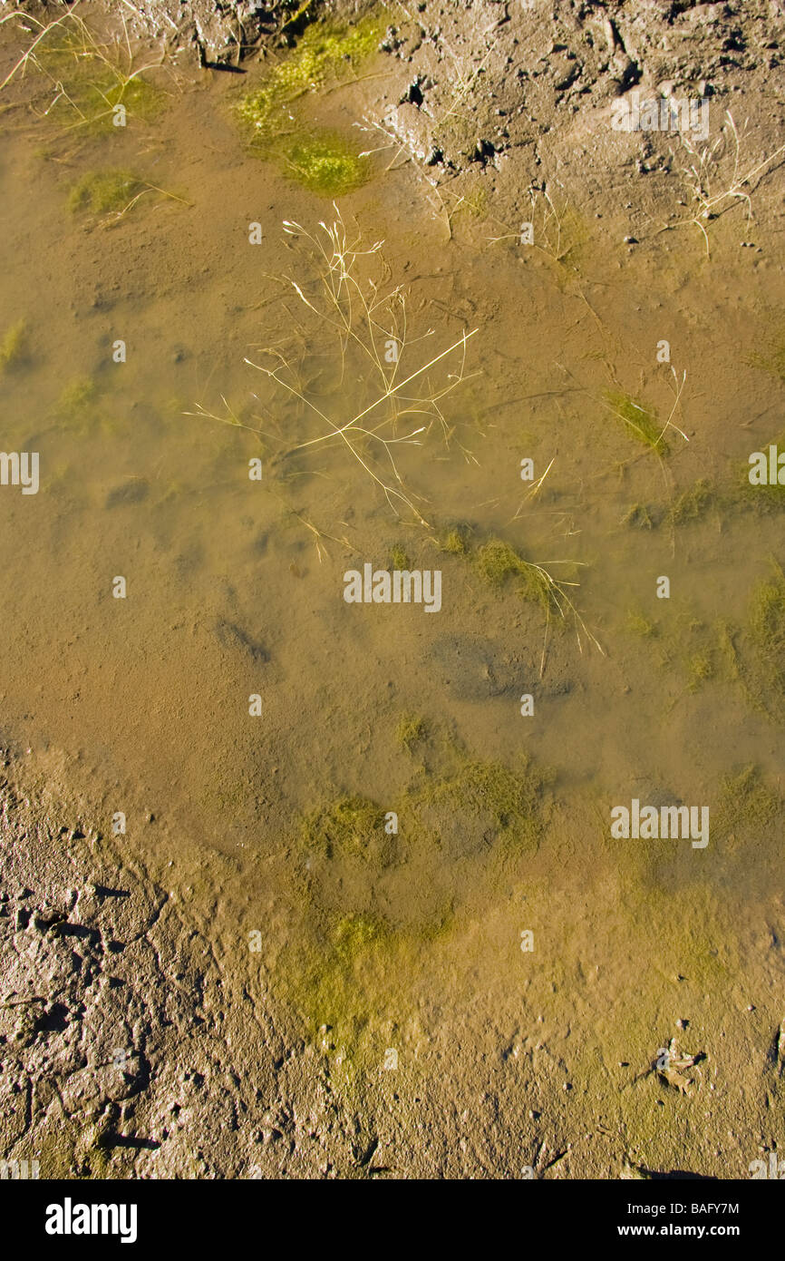 Mud and clay with sludge growth Stock Photo - Alamy
