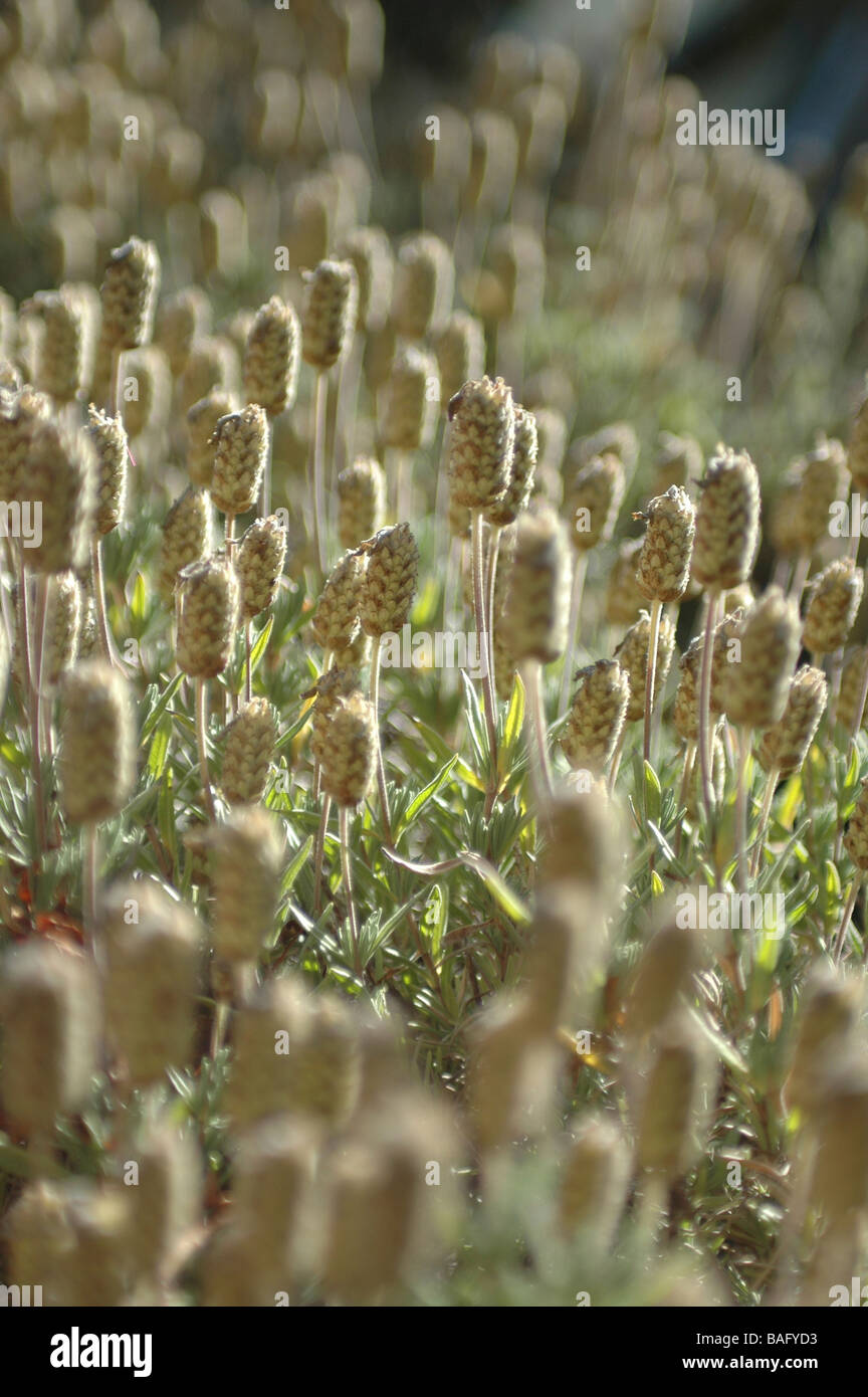 English colonial garden hi-res stock photography and images - Alamy