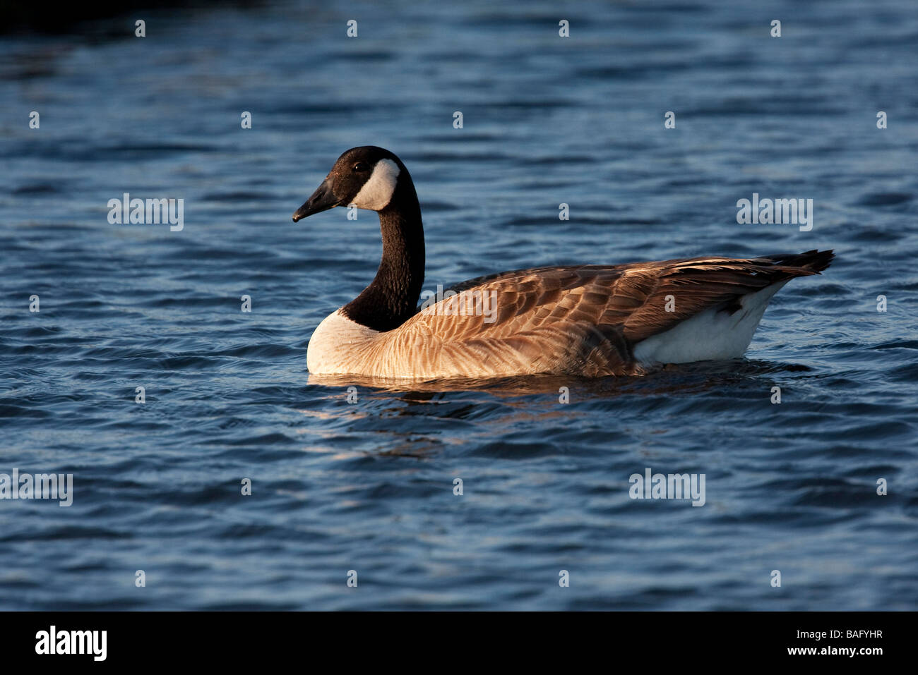 Goose bay canadian hi-res stock photography and images - Alamy