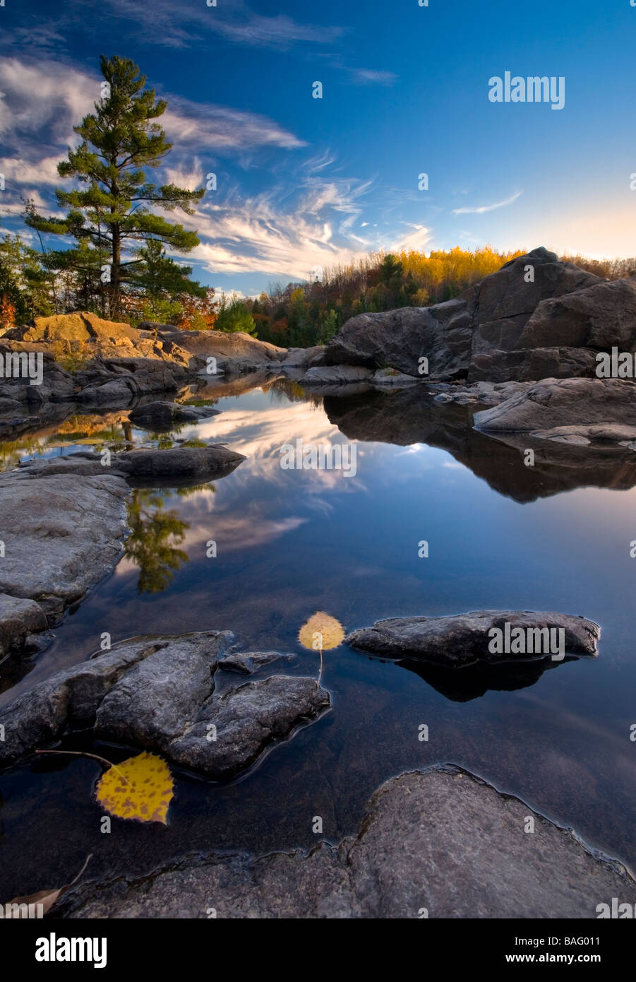 A Canadian fall landscape with a pine tree, colorful forest with large ...