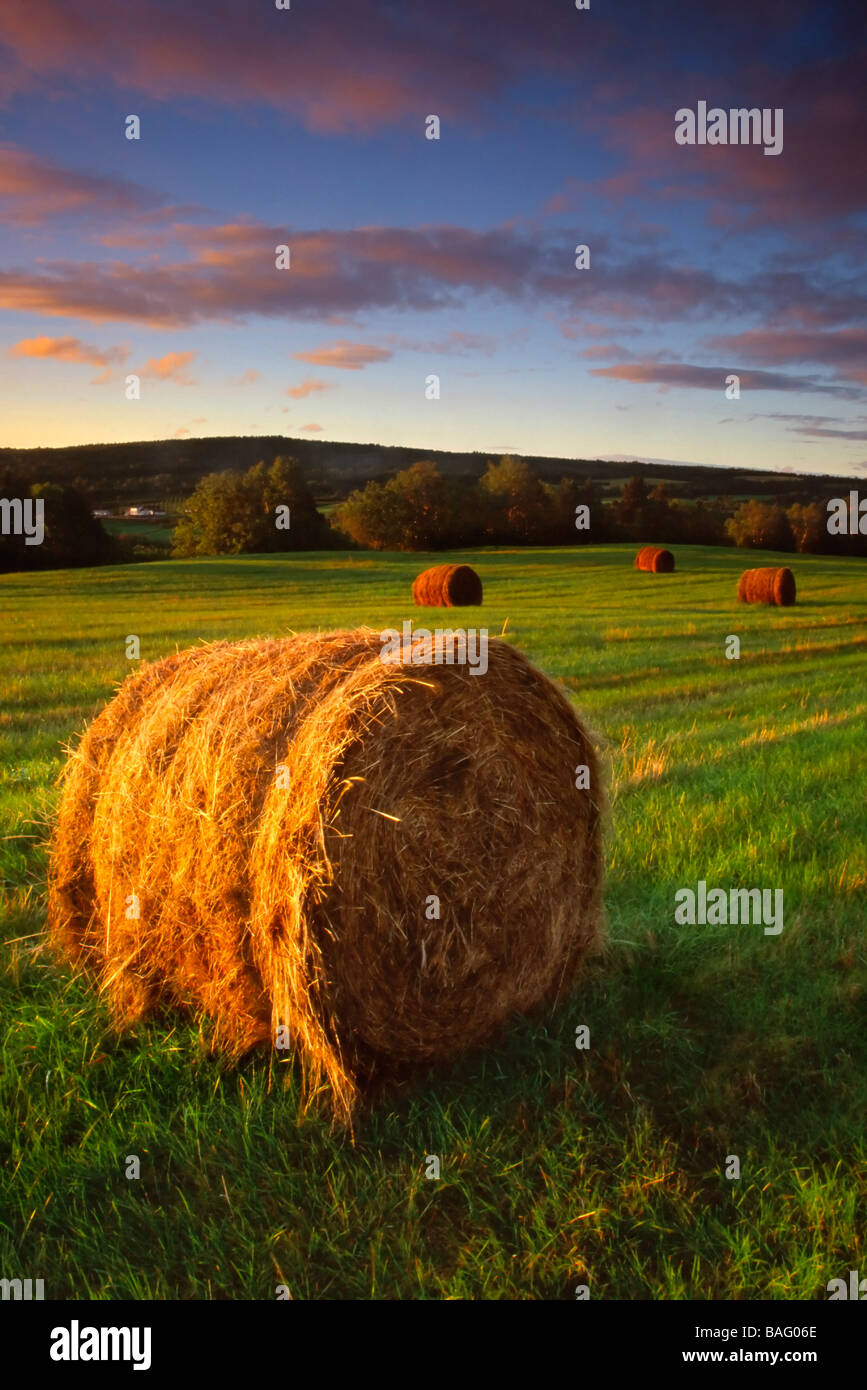 A landscape of rolls of hay in a green field beautifully lit by the ...