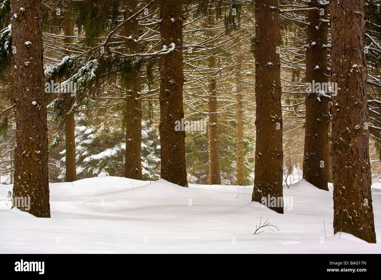 Beautiful Canadian winter landscape of a snow covered forest of pine ...