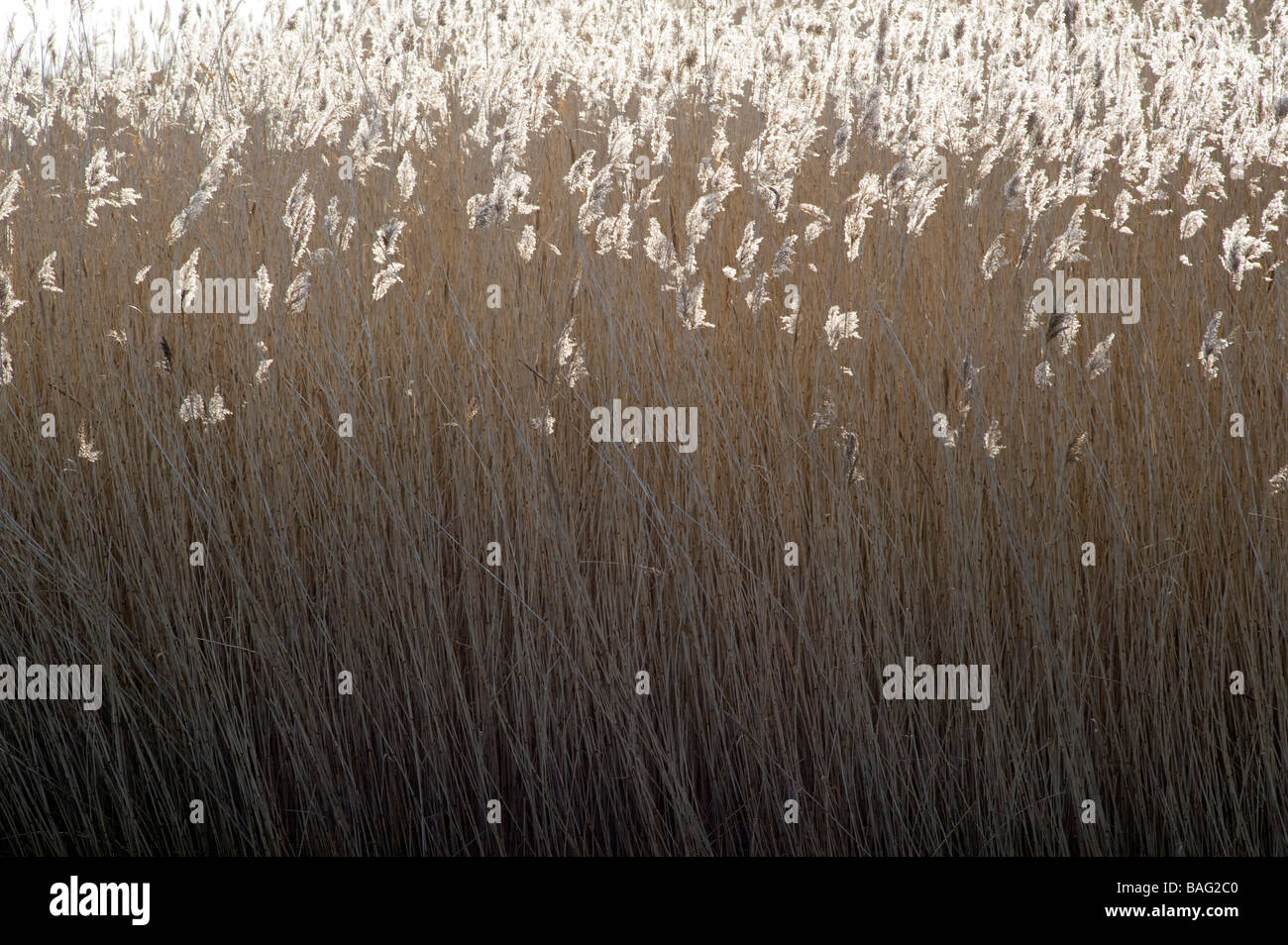 Common reed sun hi-res stock photography and images - Alamy