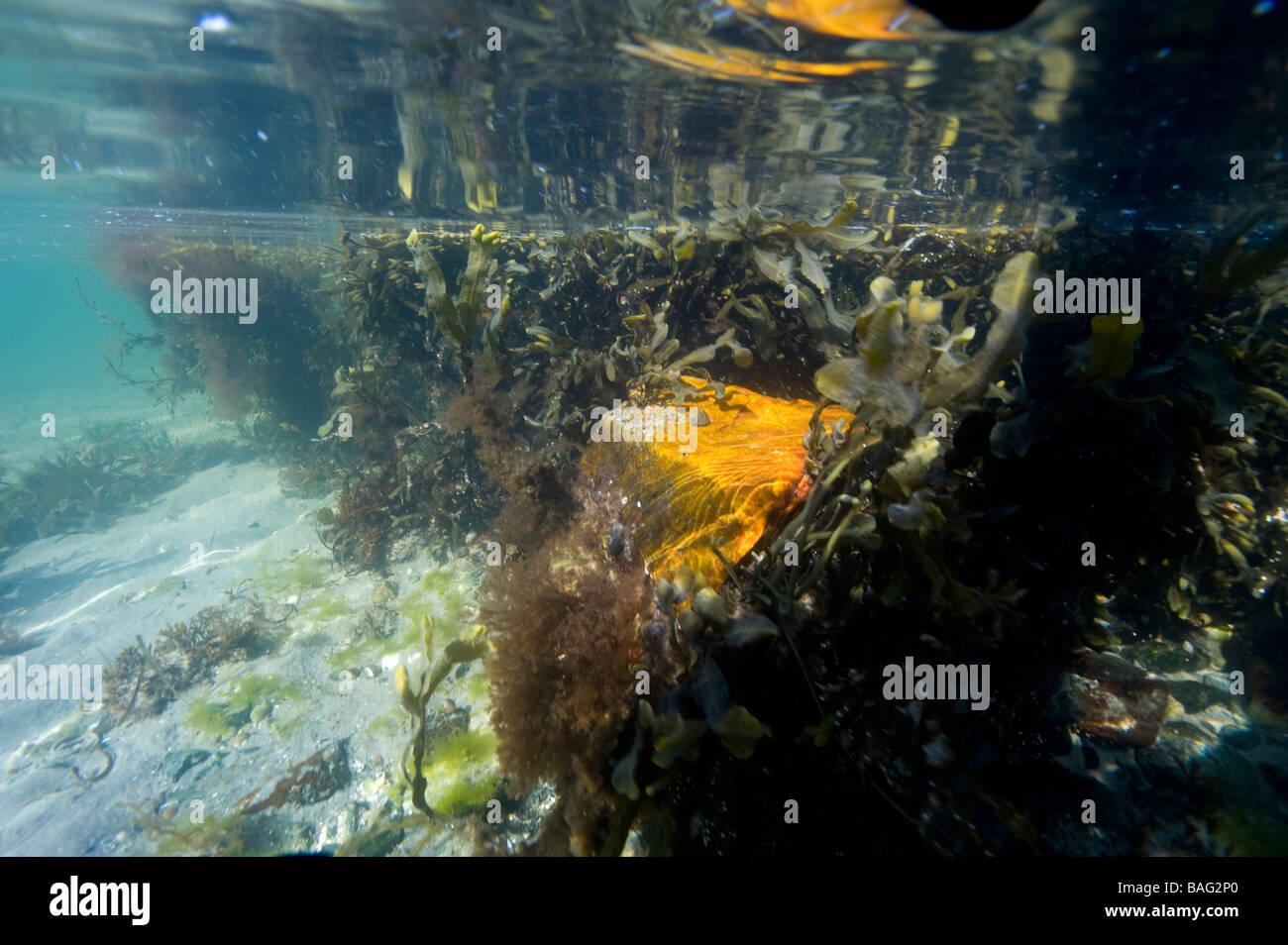 Alges on the swedish west coast, underwater image, Sweden Stock Photo ...