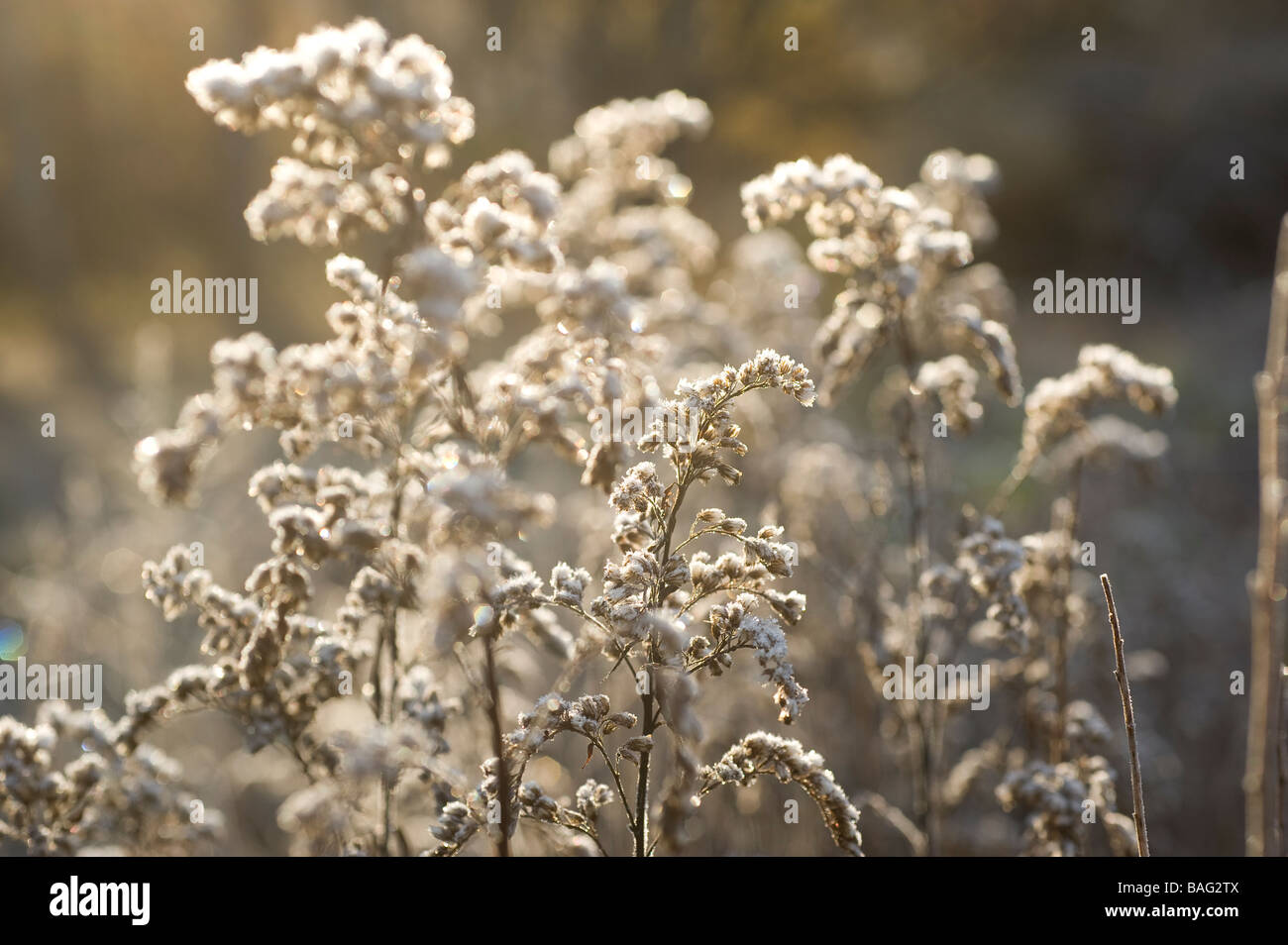 Characteristic grass hi-res stock photography and images - Alamy