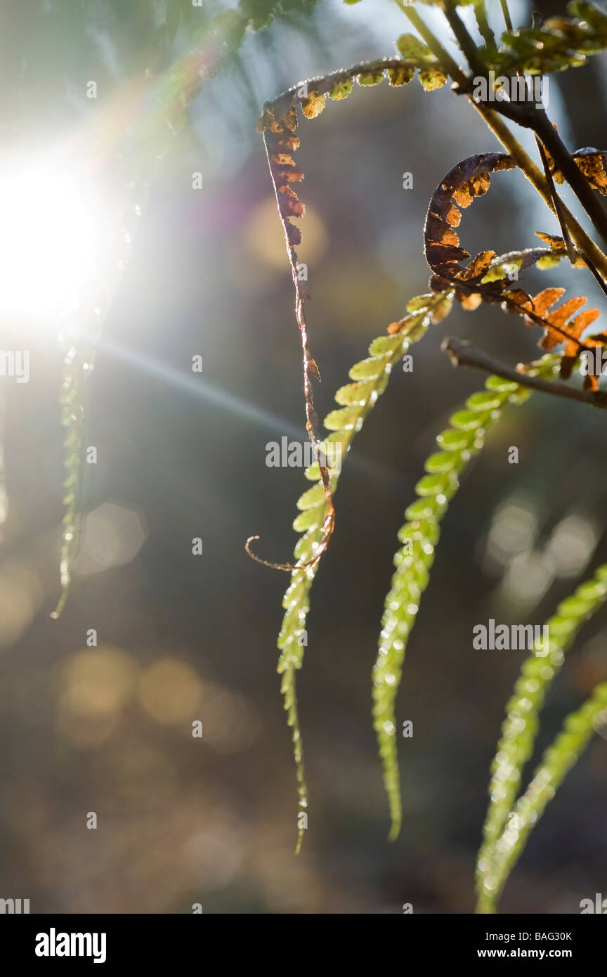 Swedish fern hi-res stock photography and images - Alamy