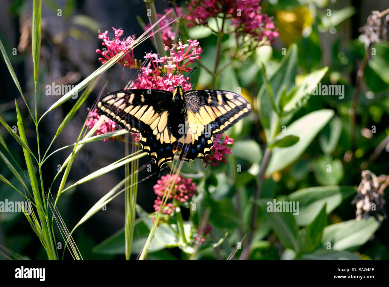 Anise Swallowtail ( Papilio zelicaon), common swallowtail butterfly ...