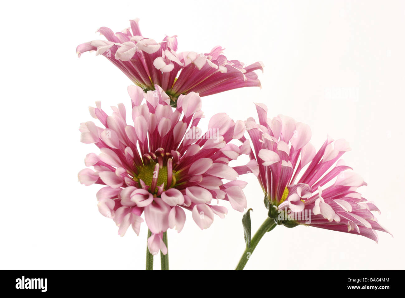 Long stem daisies Cut Out Stock Images & Pictures - Alamy
