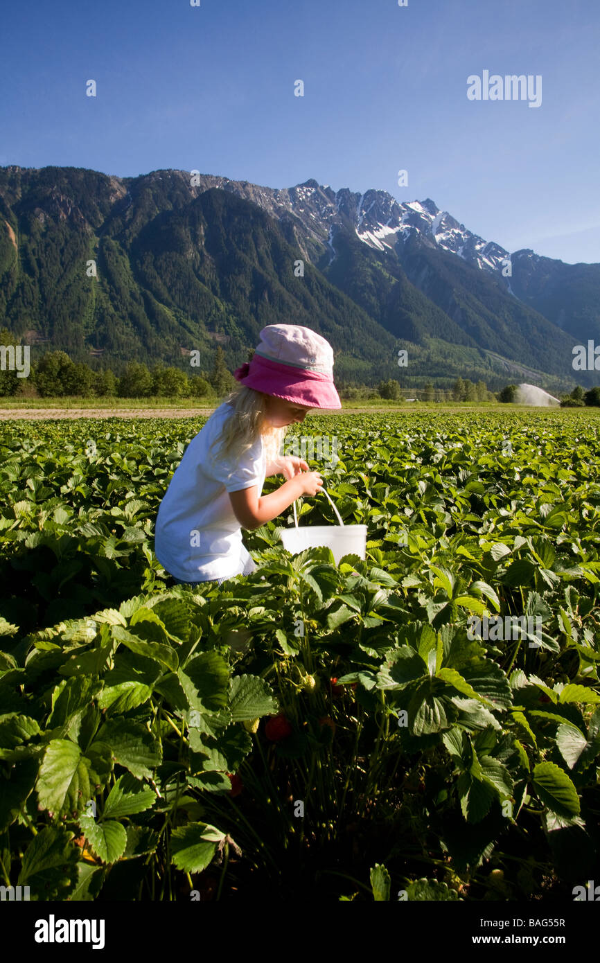 Young girl picking strawberies Pemperton British Columbia Canada Stock ...