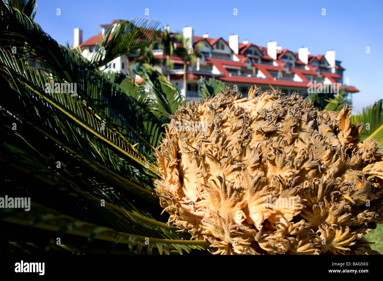 Blooming Cycas Revoluta Stock Photo - Alamy