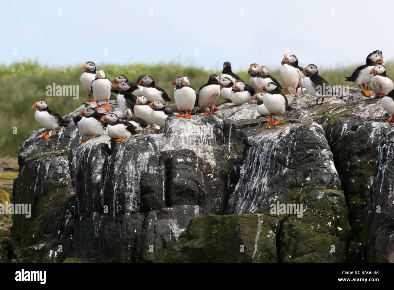 Puffin colony hi-res stock photography and images - Alamy