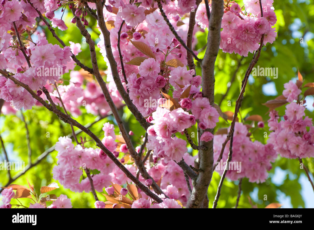pink cherry blossom tree Stock Photo - Alamy