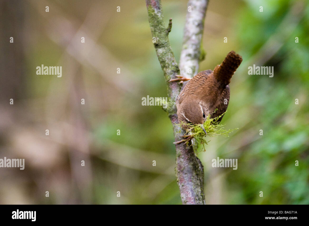 Wren nest hi-res stock photography and images - Alamy