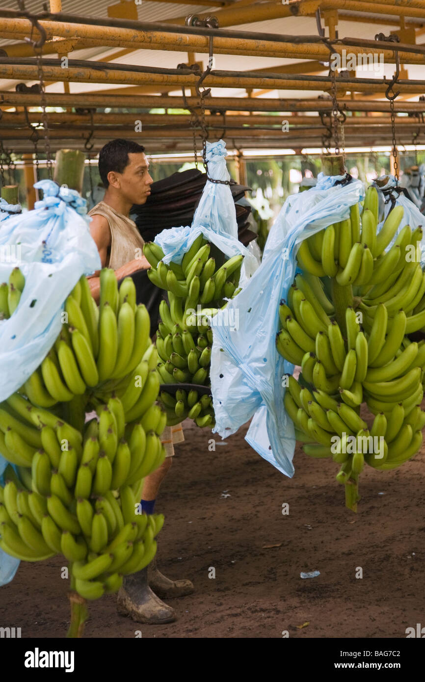 Costa Rica banana worker Stock Photo - Alamy